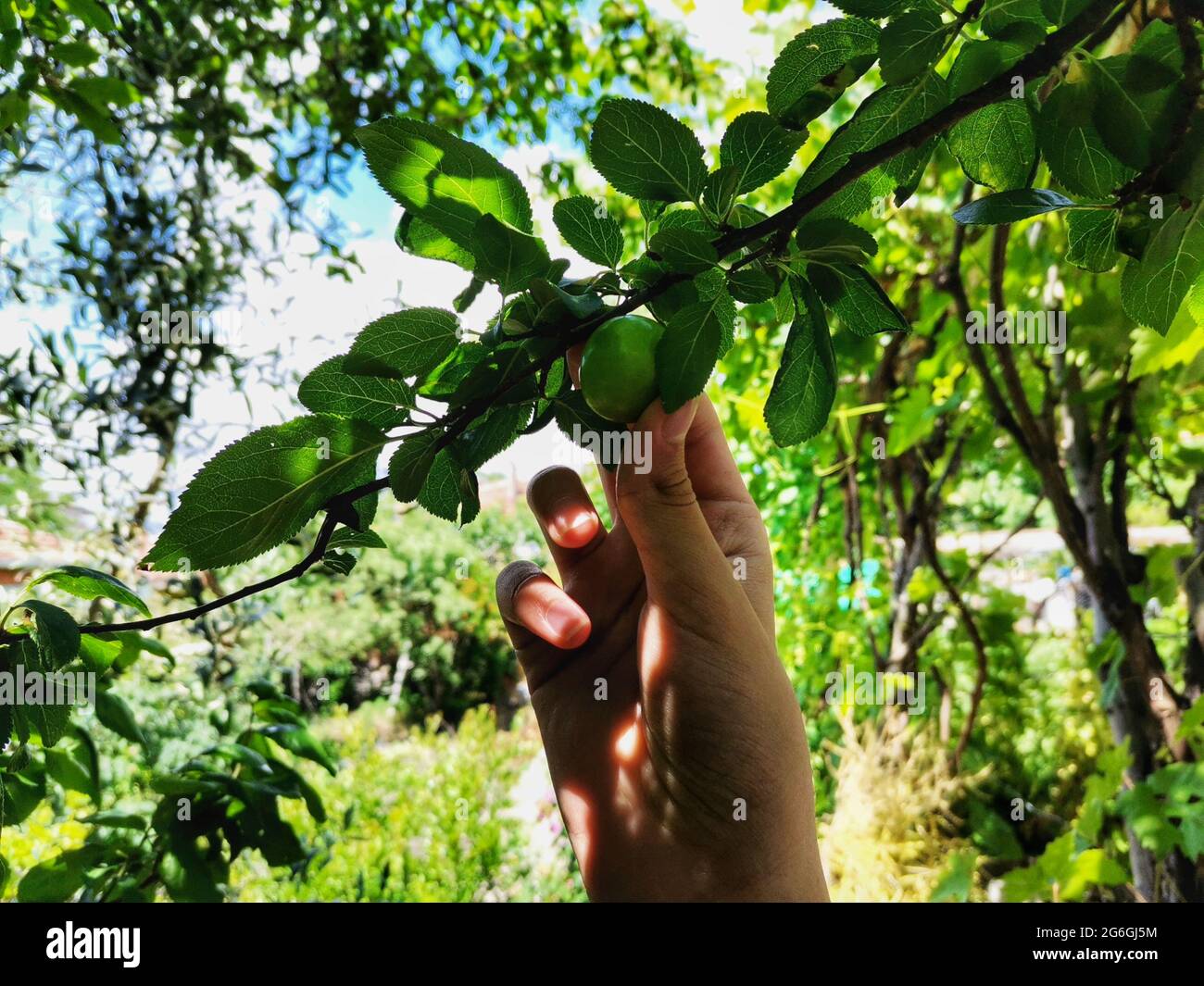 Apple, small green apple Stock Photo - Alamy
