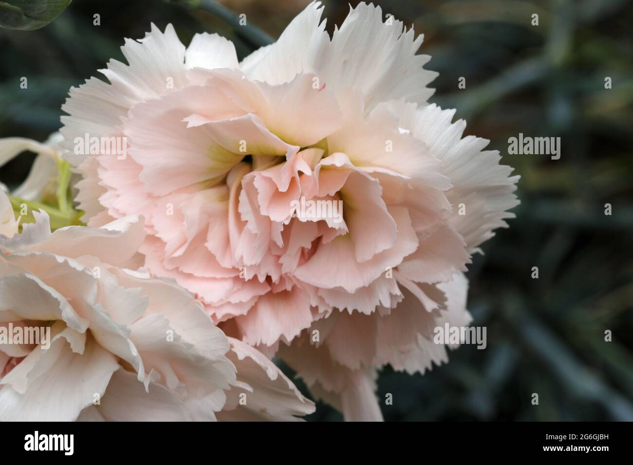 White and pink garden pink, Dianthus plumarius variety Devon Cream ...
