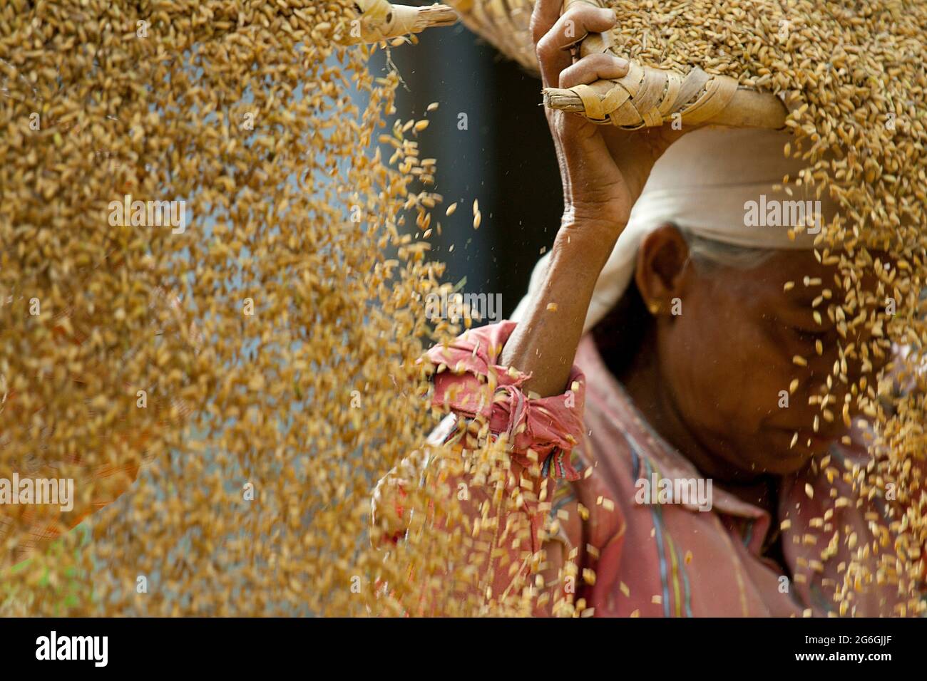 Paddy flower hi-res stock photography and images - Alamy