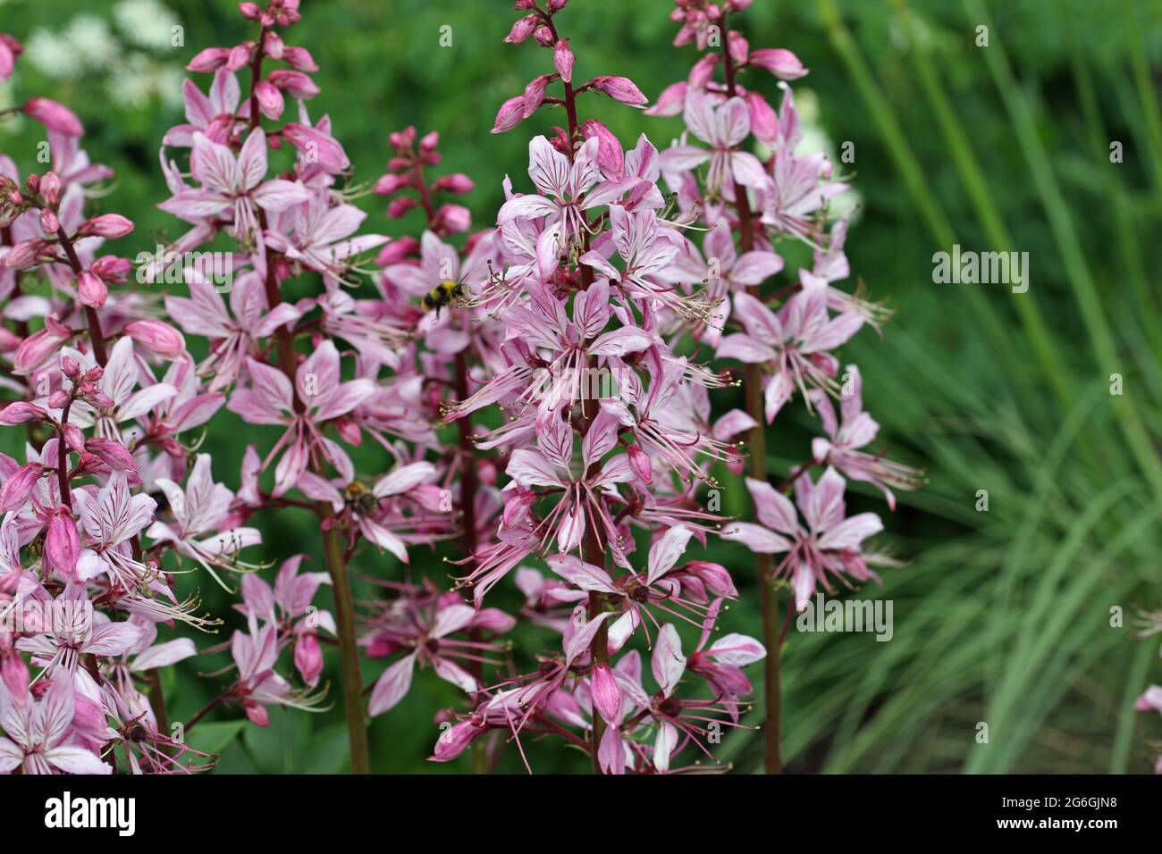 Purple and pink dittany, Dictamnus albus variety caucasicus, flower ...