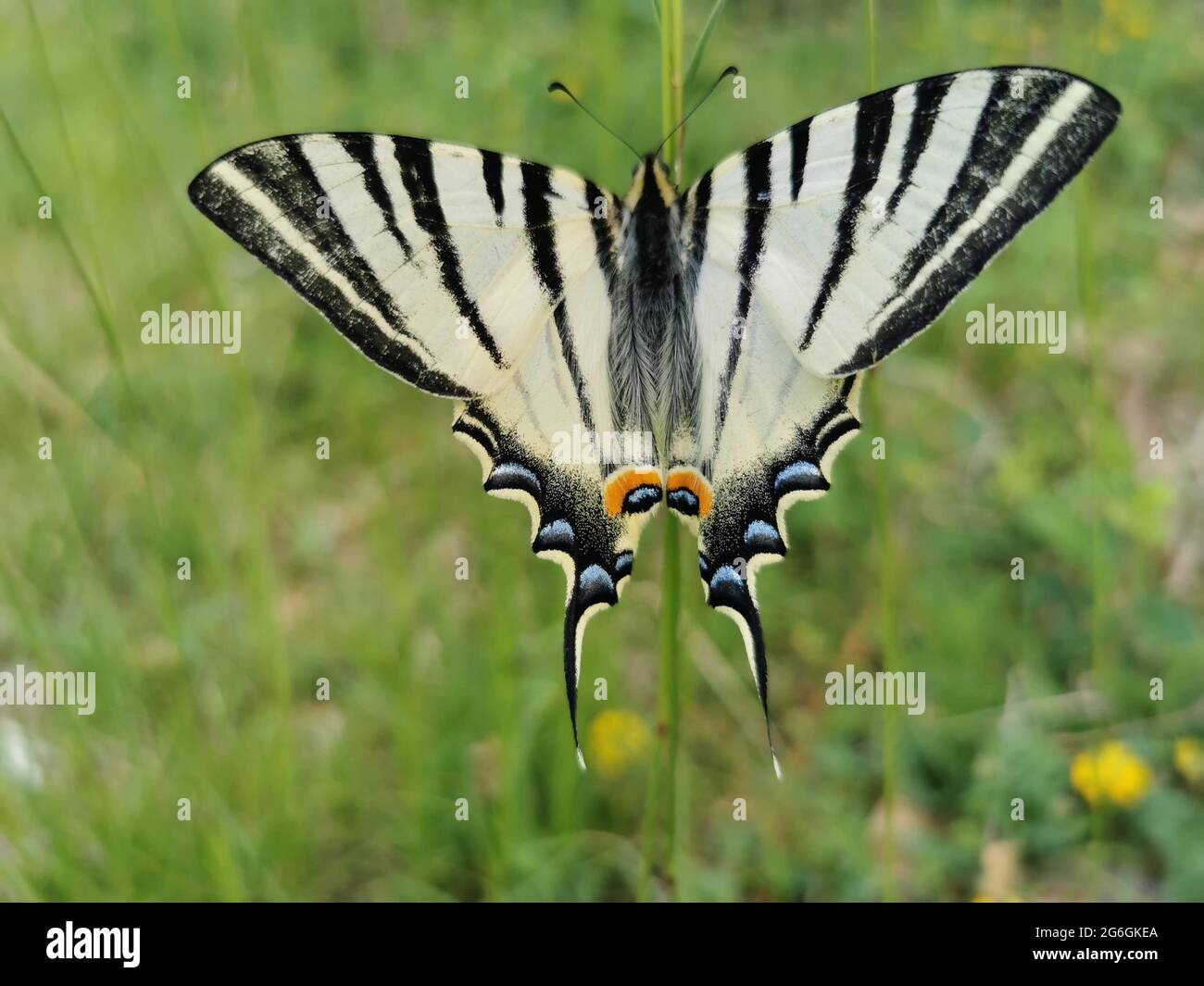 Butterfly standing still on a flower Stock Photo - Alamy