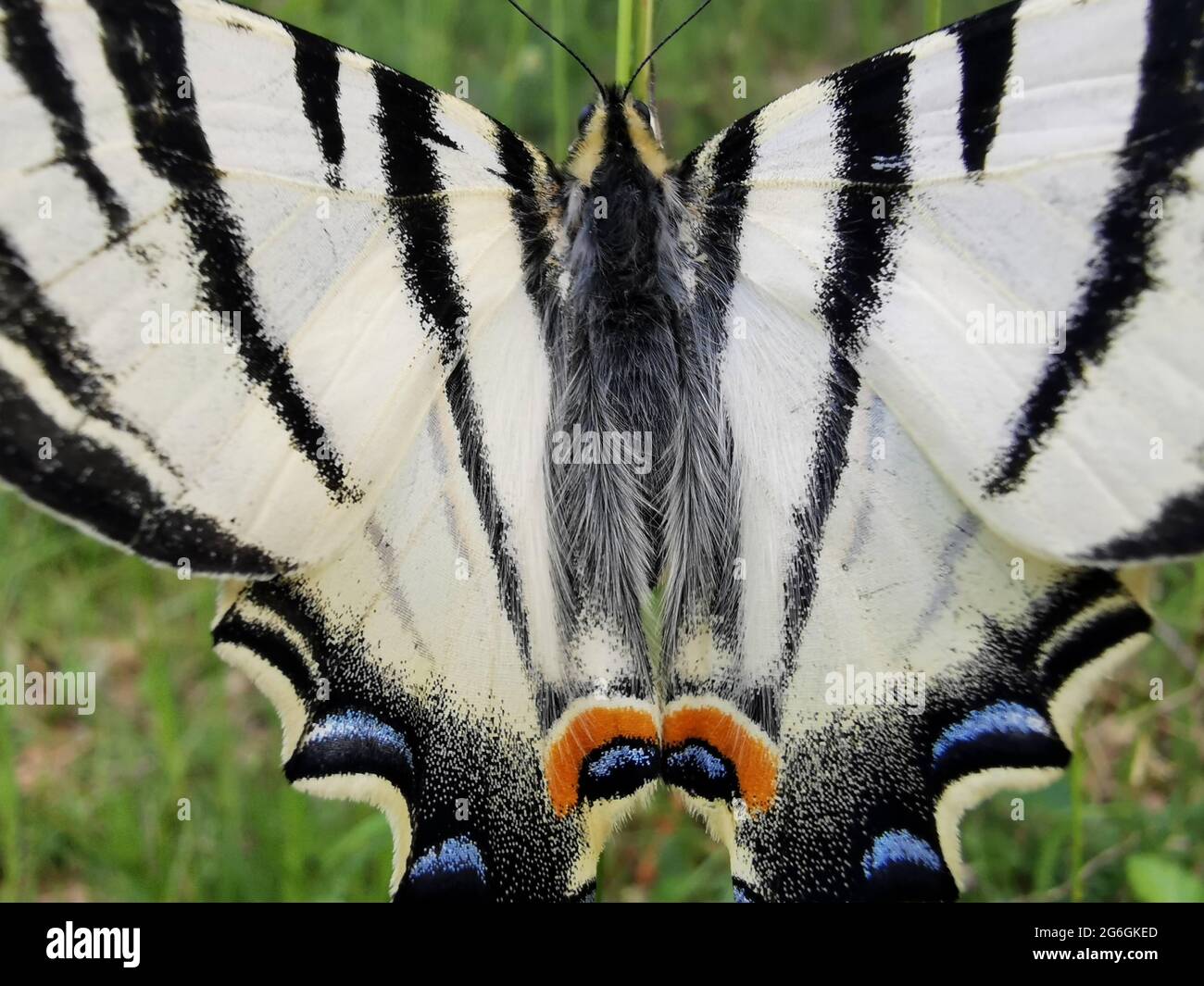 Butterfly standing still on a flower Stock Photo - Alamy