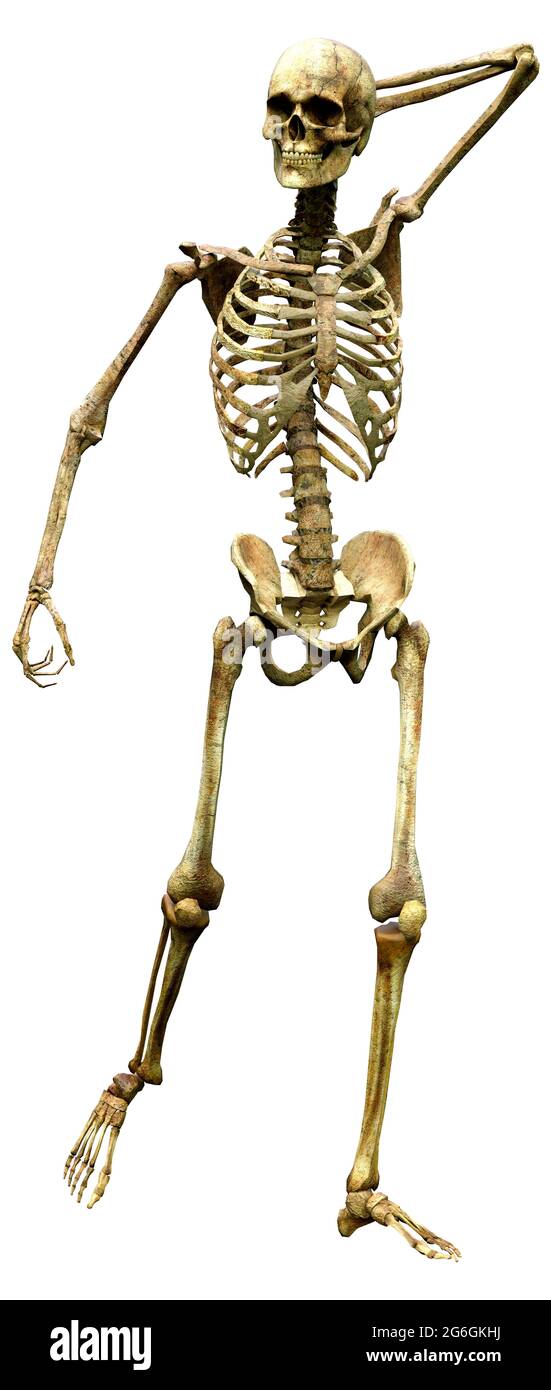 3D rendering of a human skeleton isolated on white background Stock ...