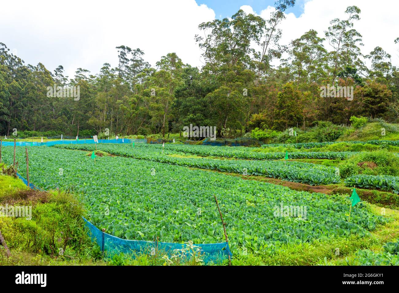 Local household in Sri Lanka. A green vegetable garden with even beds ...