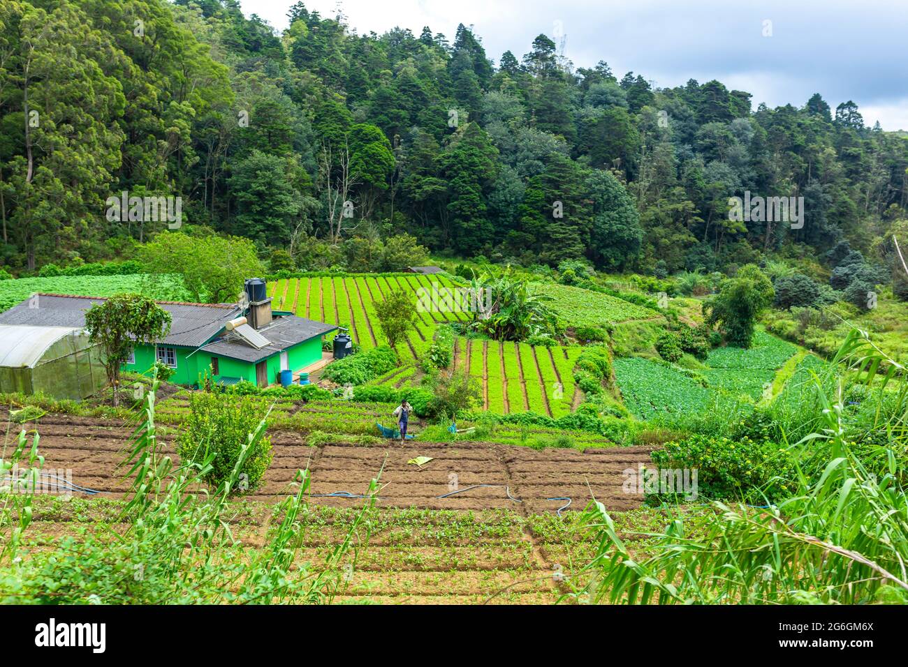 Sri lanka vegetable field hi-res stock photography and images - Alamy