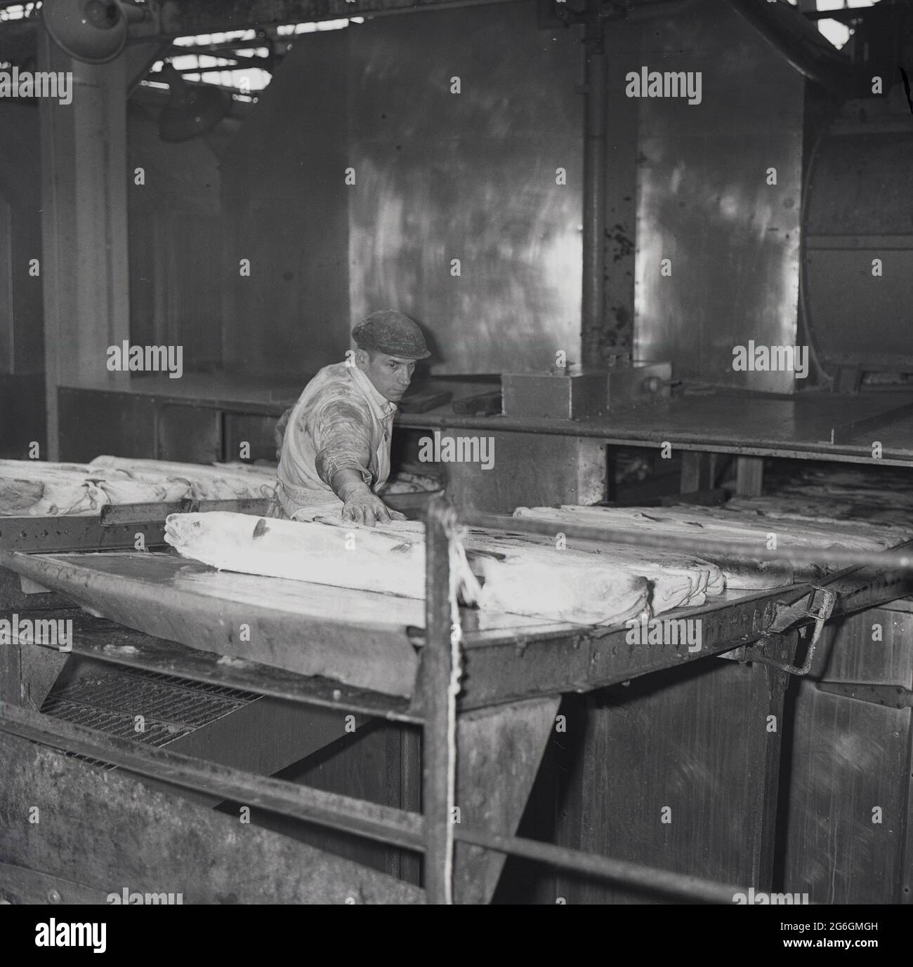 1960s, historical, fish processing, a male worker sorting quantities of ...
