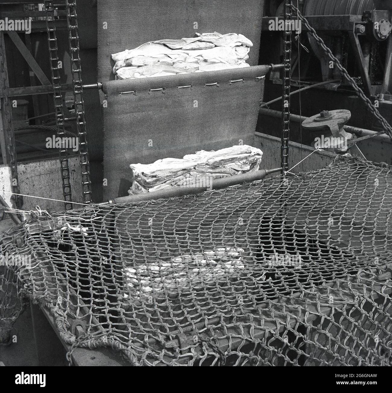 1960s, historical, fish processing, layers of fish in factory, Hull ...