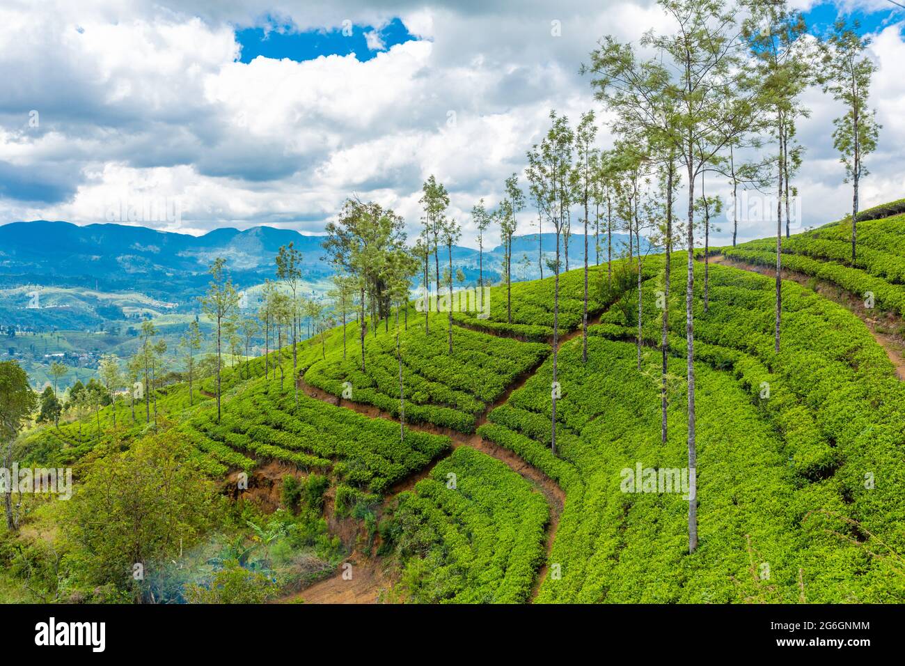 Picturesque natural landscape. Green tea plantations in the highlands ...