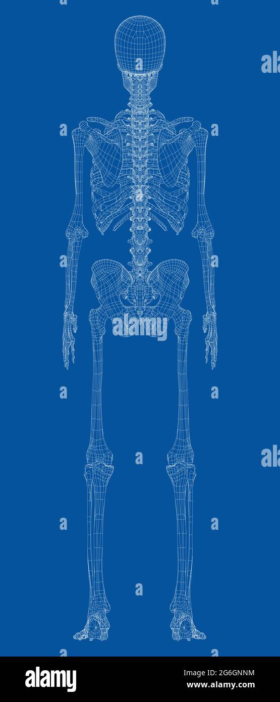 Human skeleton. Vector Stock Vector Image & Art - Alamy