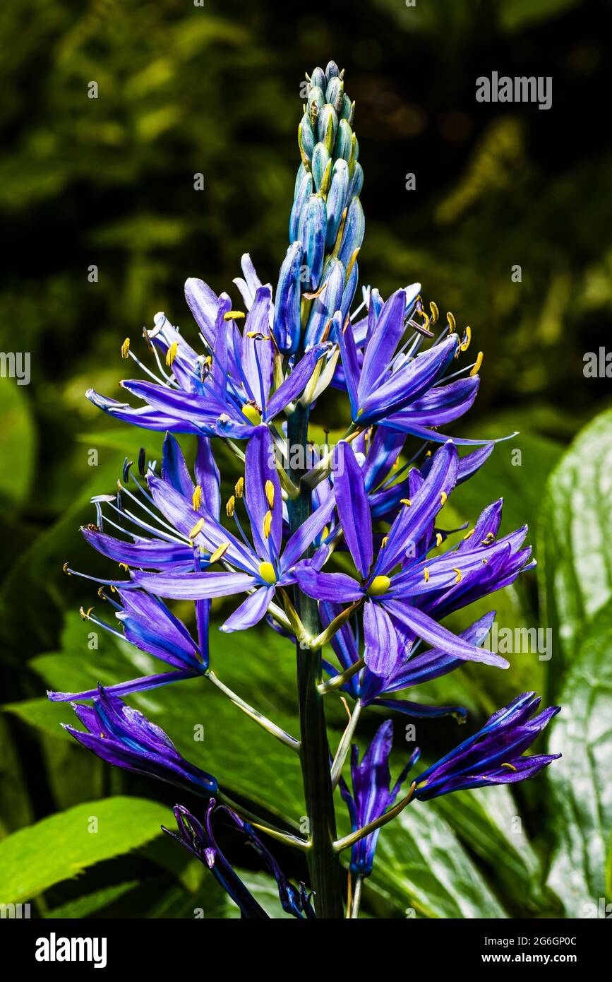 Maybelle High Resolution Stock Photography and Images - Alamy