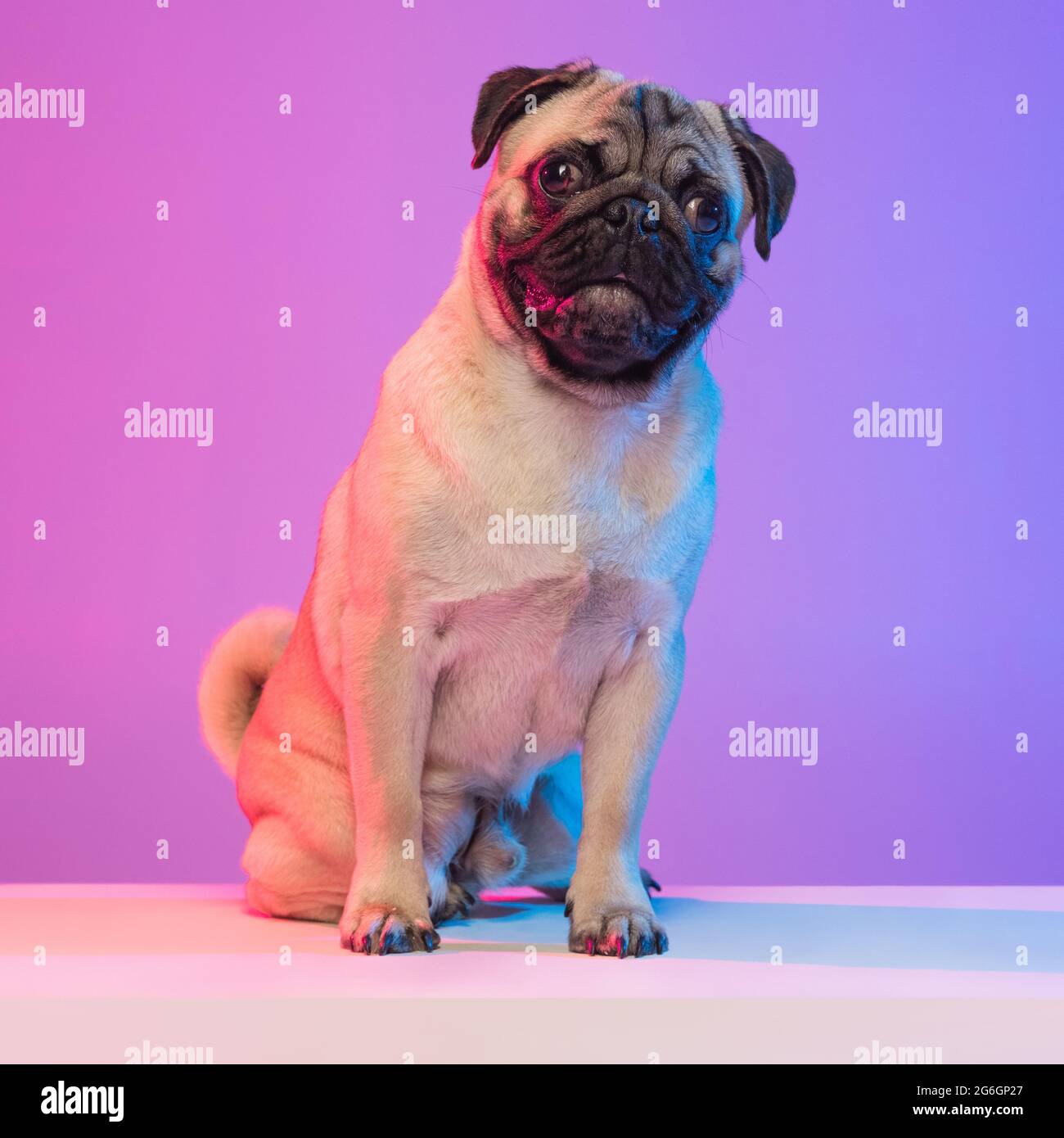 Portrait of purebred pug-dog isolated over gradient purple pink ...