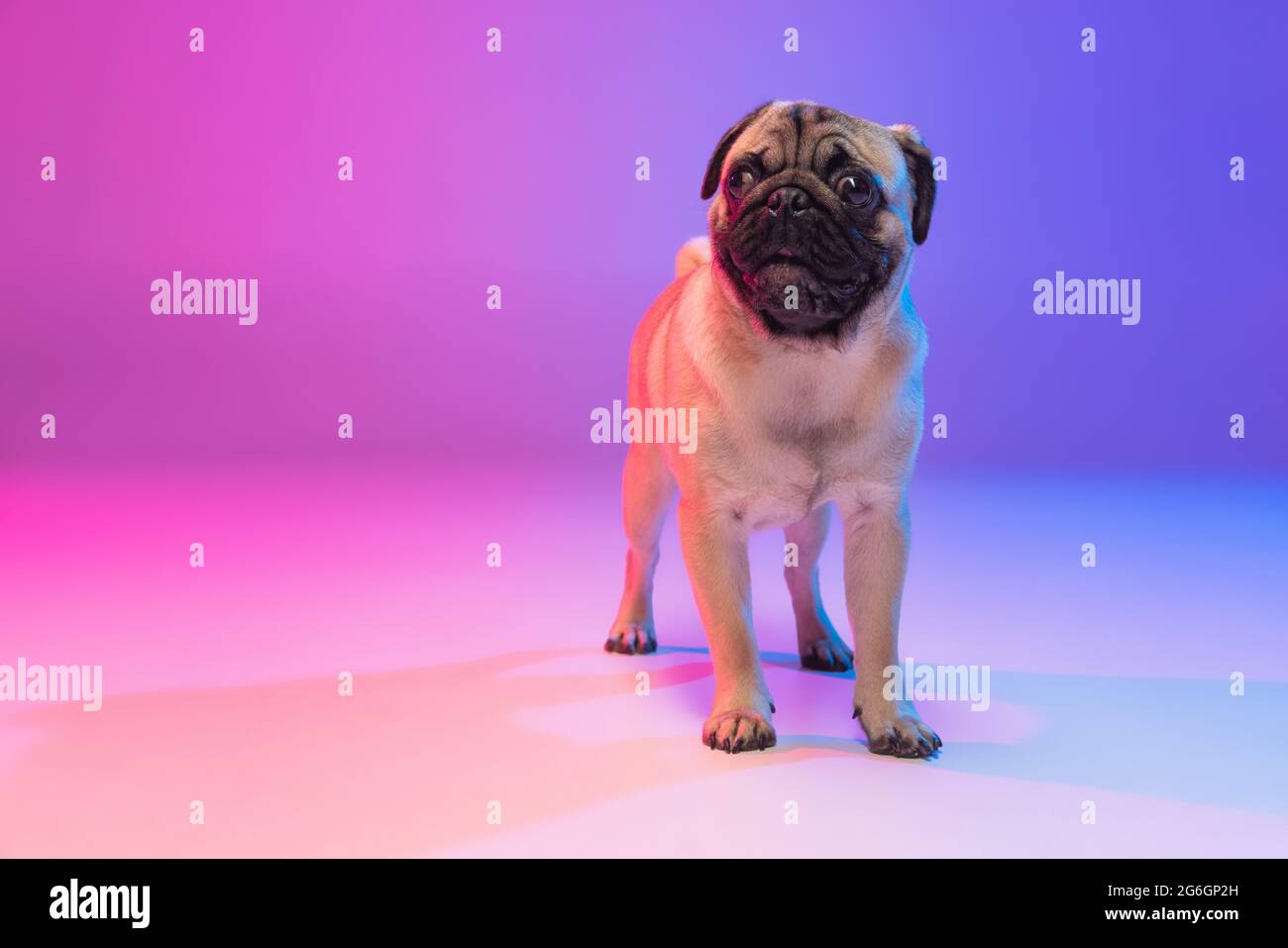 Portrait of purebred pug-dog isolated over gradient purple pink ...