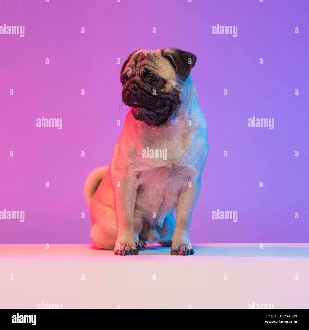Portrait of purebred pug-dog isolated over gradient purple pink ...