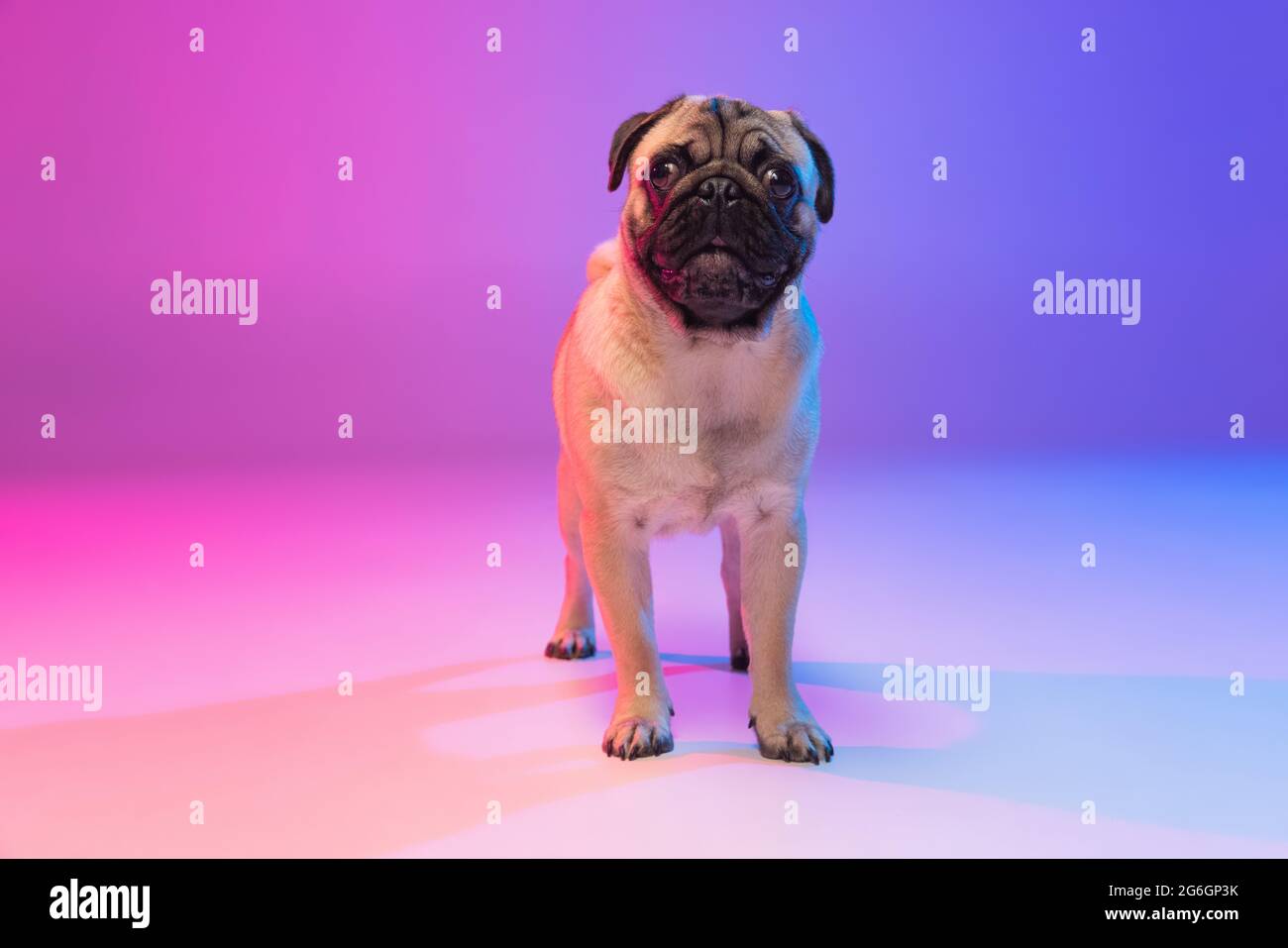 Portrait of purebred pug-dog isolated over gradient purple pink ...