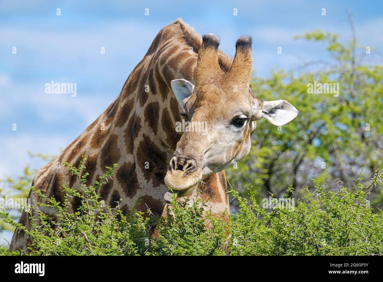 Giraffe eating funny face hi-res stock photography and images - Alamy