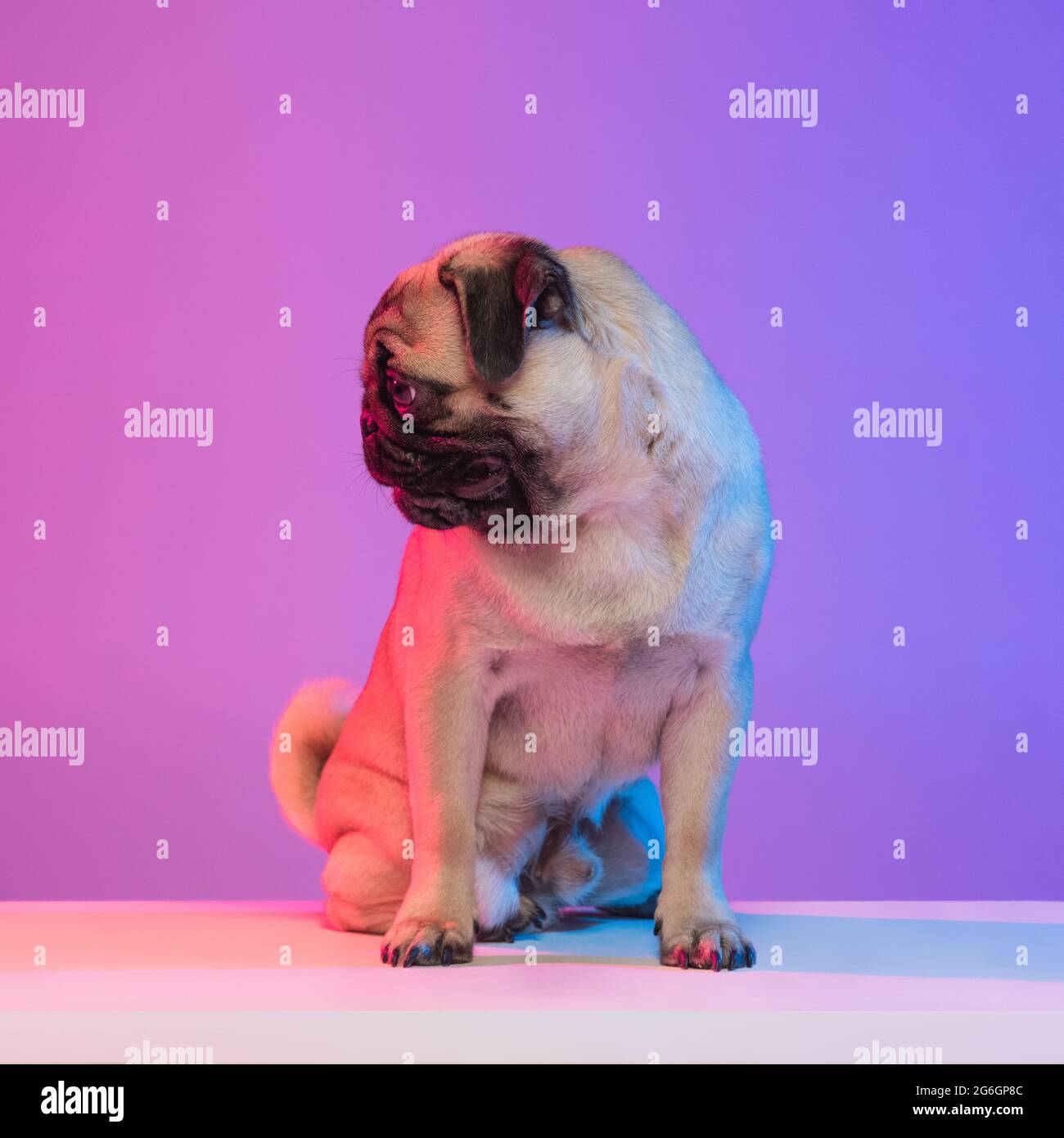 Portrait of purebred pug-dog isolated over gradient purple pink ...