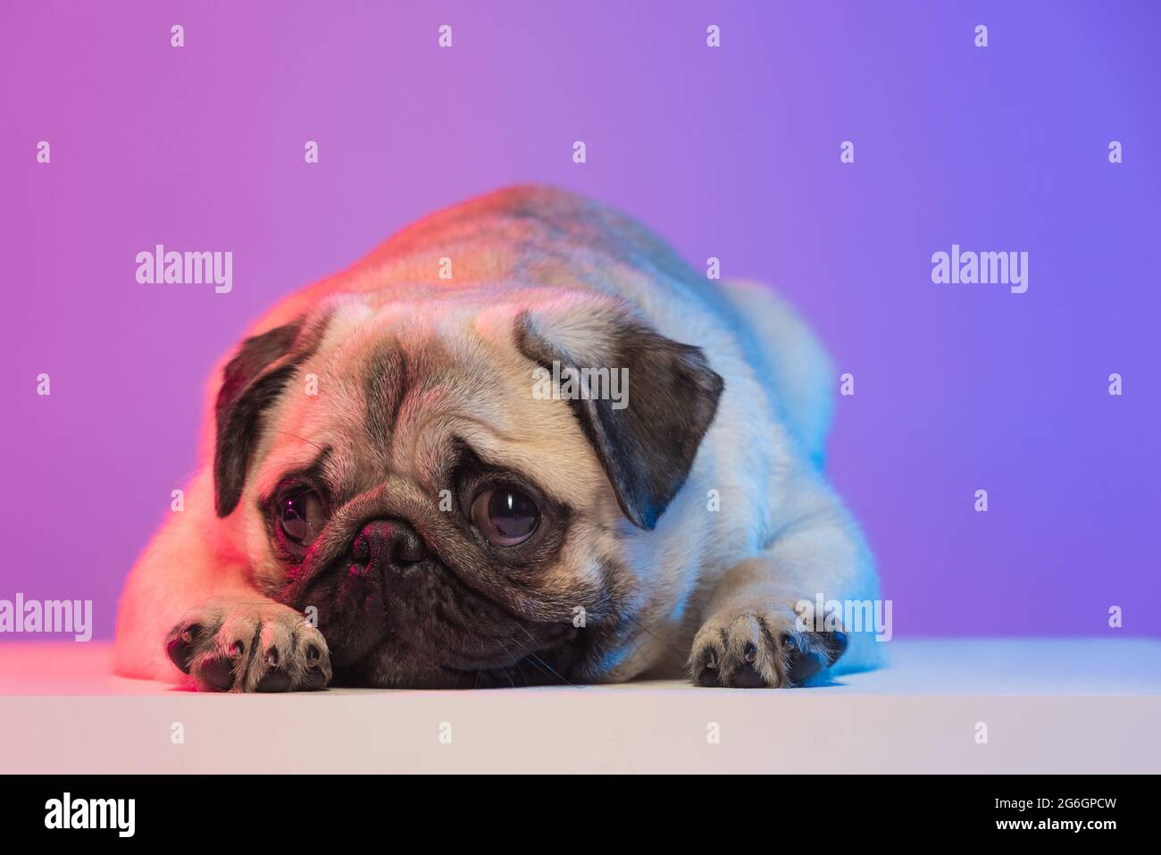 Close-up portrait of purebred pug isolated over gradient purple pink ...