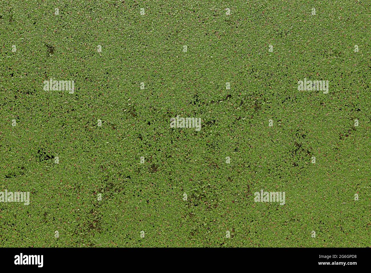 Lemna Major