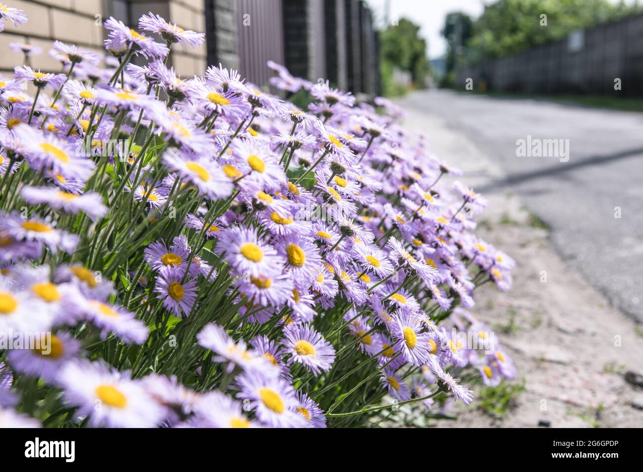 Purple Daisy sunrise flower Nature background. Chamomile spring meadow ...