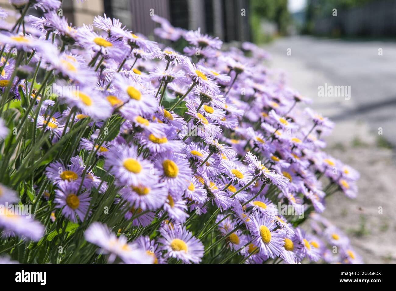 Purple Daisy sunrise flower Nature background. Chamomile spring meadow ...