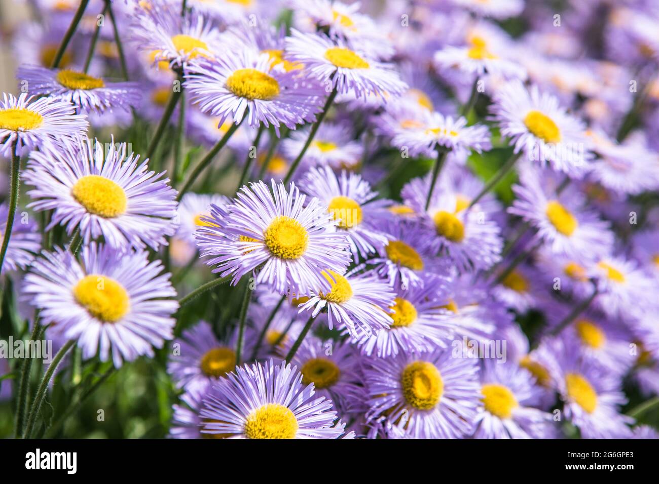 Purple Daisy sunrise flower Nature background. Chamomile spring meadow ...