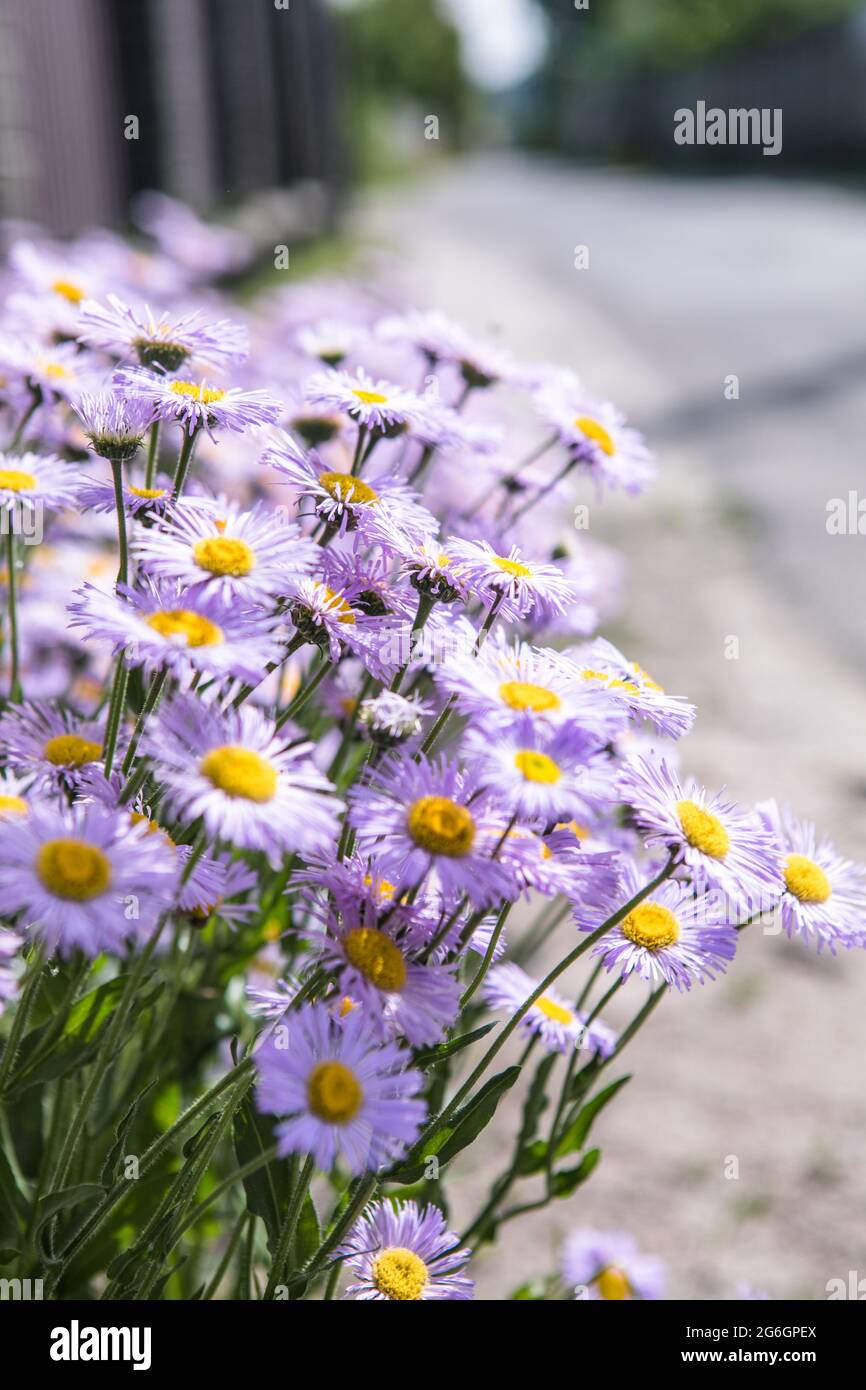 Purple Daisy sunrise flower Nature background. Chamomile spring meadow ...