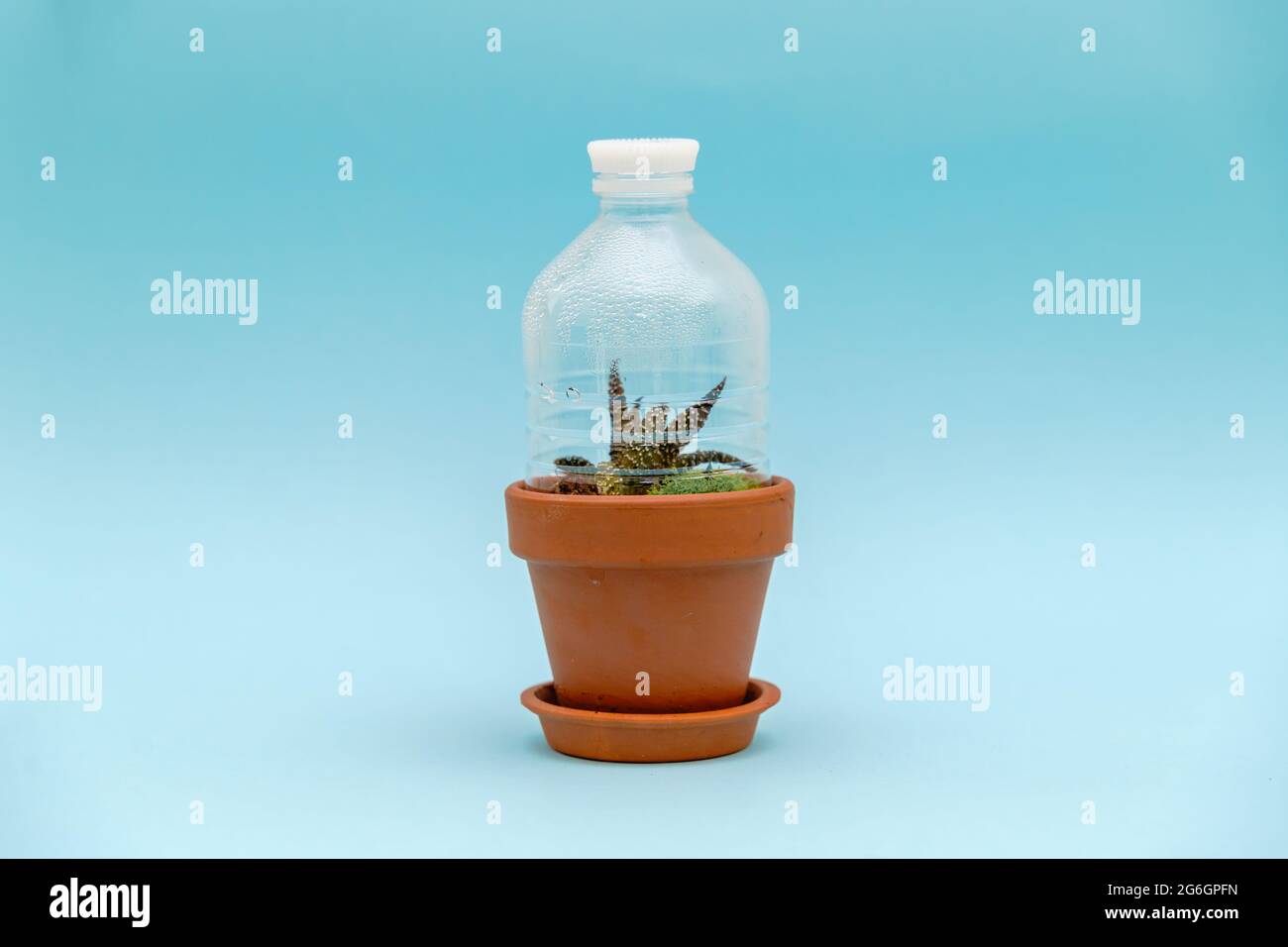 Flower pot with upcycled plastic bottle as a greenhouse. Reuse used ...