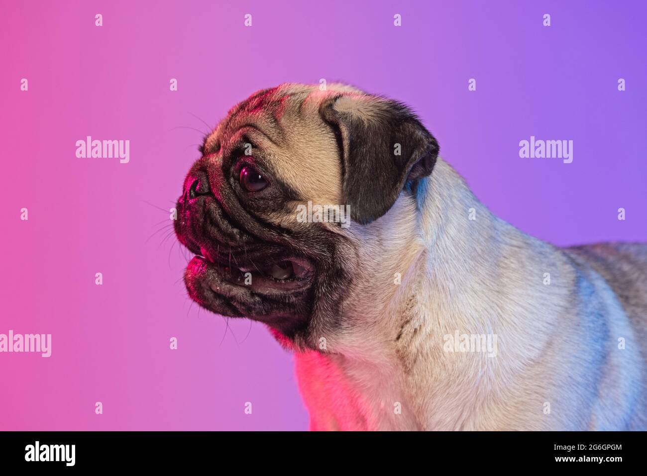 Close-up portrait of purebred pug-dog isolated over gradient purple ...