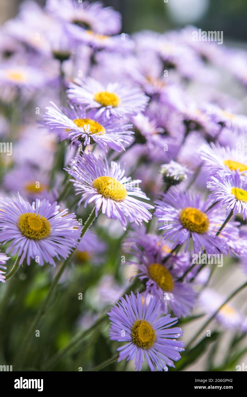 Purple Daisy sunrise flower Nature background. Chamomile spring meadow ...