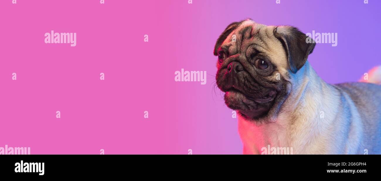 Flyer with portrait of purebred dog, cute pug isolated over gradient ...