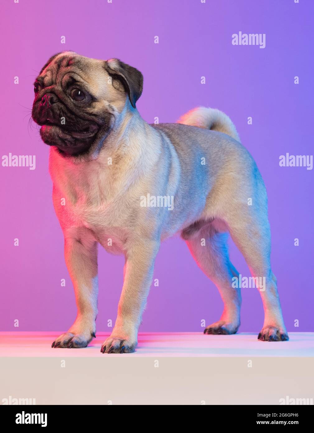 Portrait of purebred pug-dog isolated over gradient purple pink ...