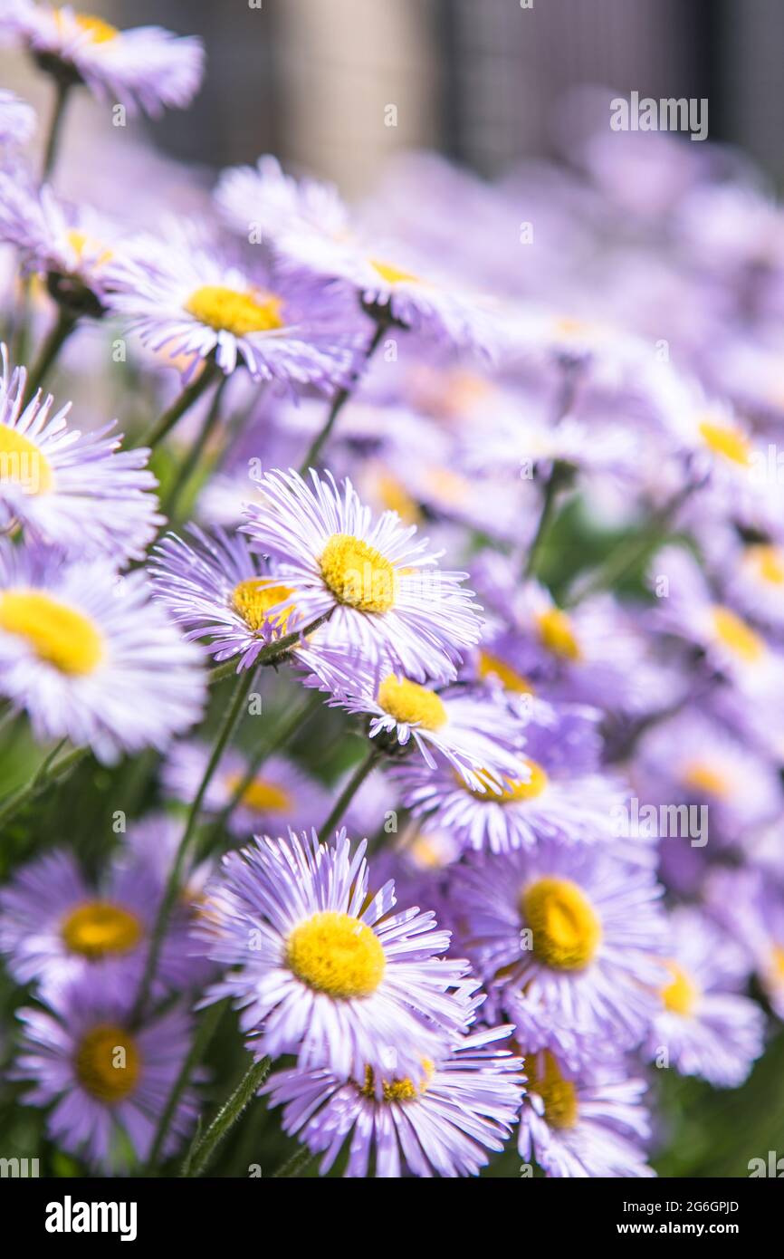 Purple Daisy sunrise flower Nature background. Chamomile spring meadow ...