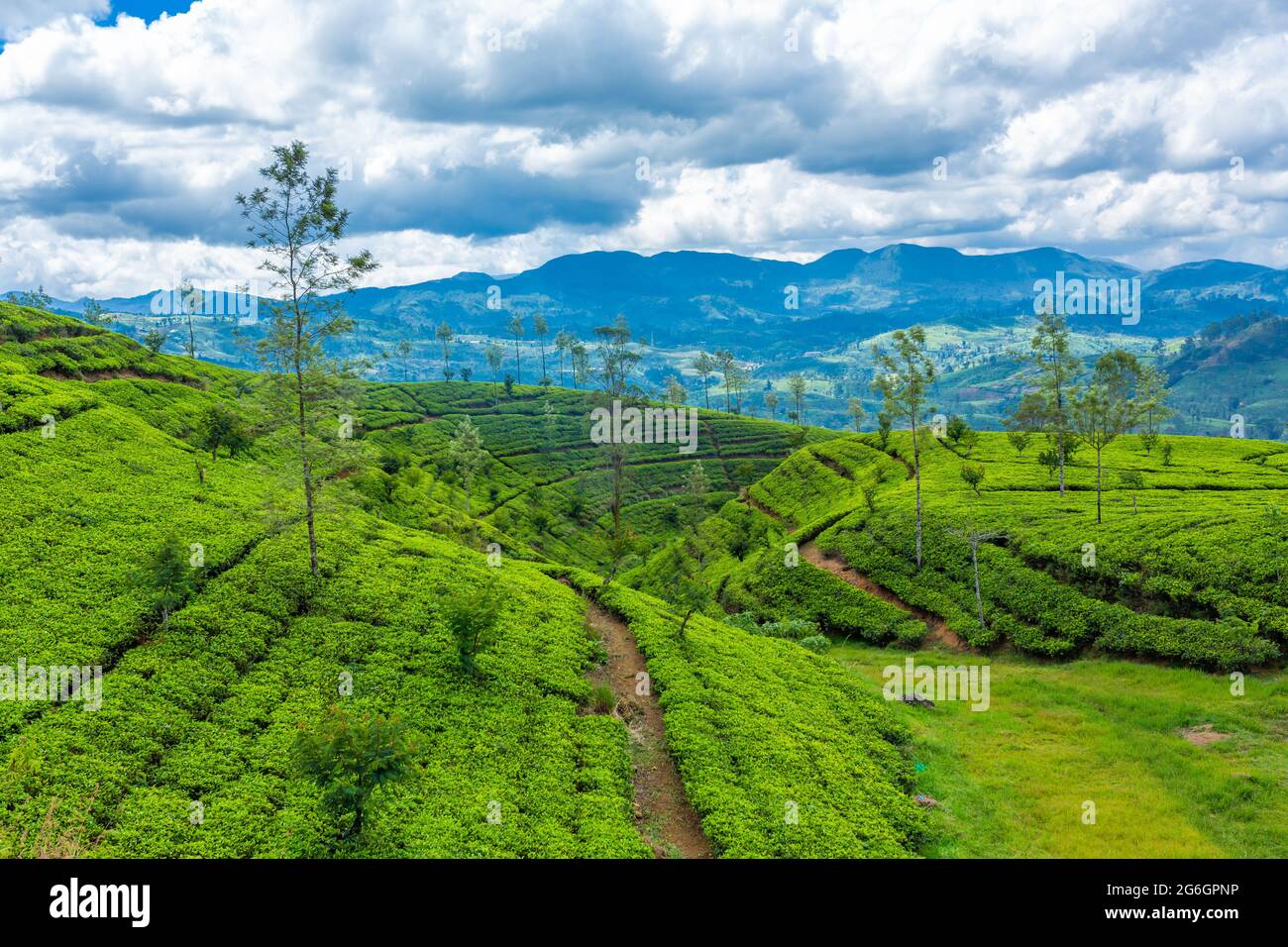 Picturesque natural landscape. Green tea plantations in the highlands ...