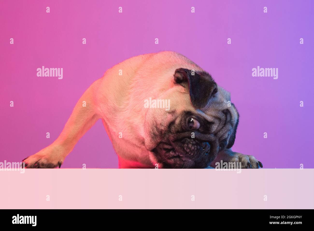 Portrait of purebred pug isolated over gradient purple pink background ...