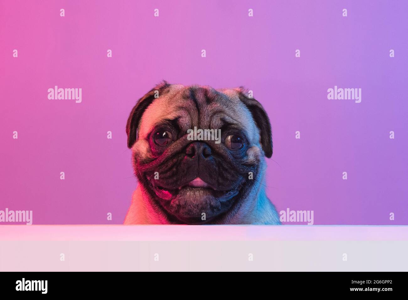 Portrait of purebred pug-dog isolated over gradient purple pink ...