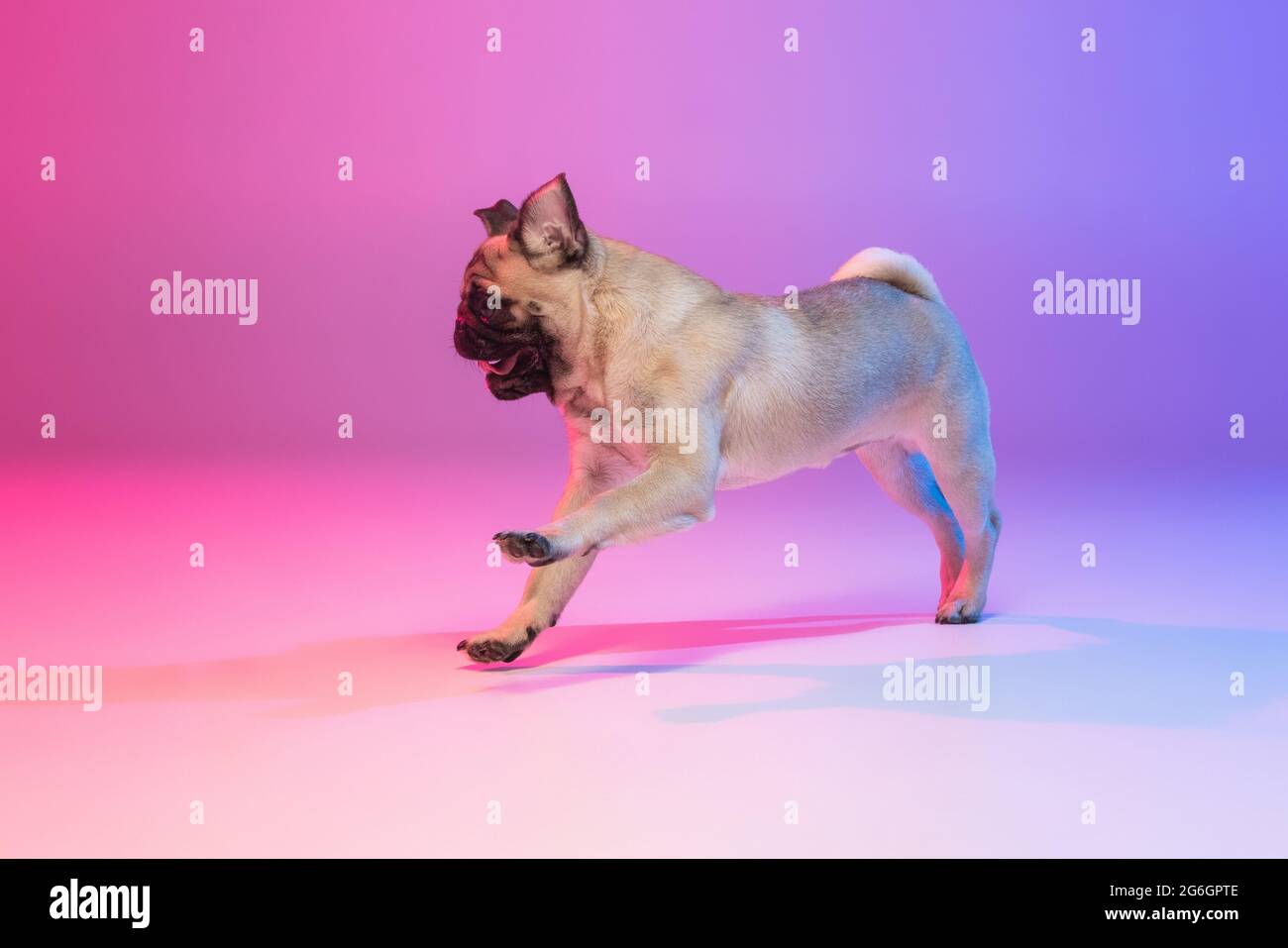 Portrait of cheerful purebred pug-dog isolated over gradient purple ...