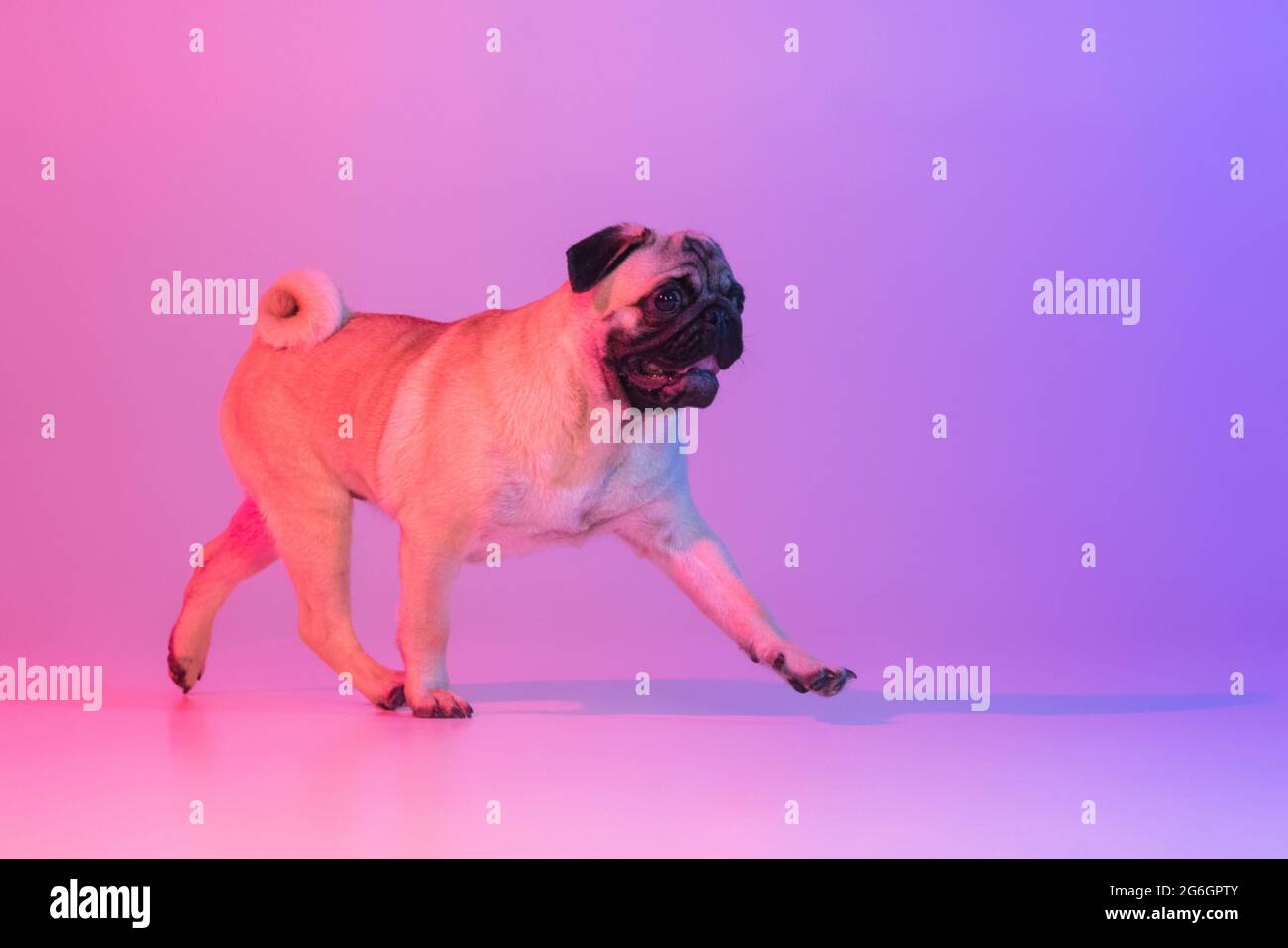 Portrait of cute purebred pug-dog walking isolated over gradient purple ...