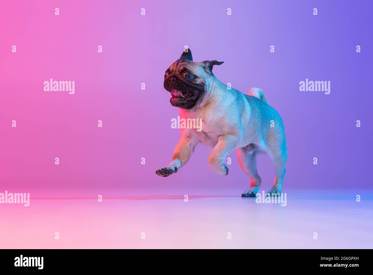 Portrait of purebred pug-dog cheerfully running isolated over gradient ...