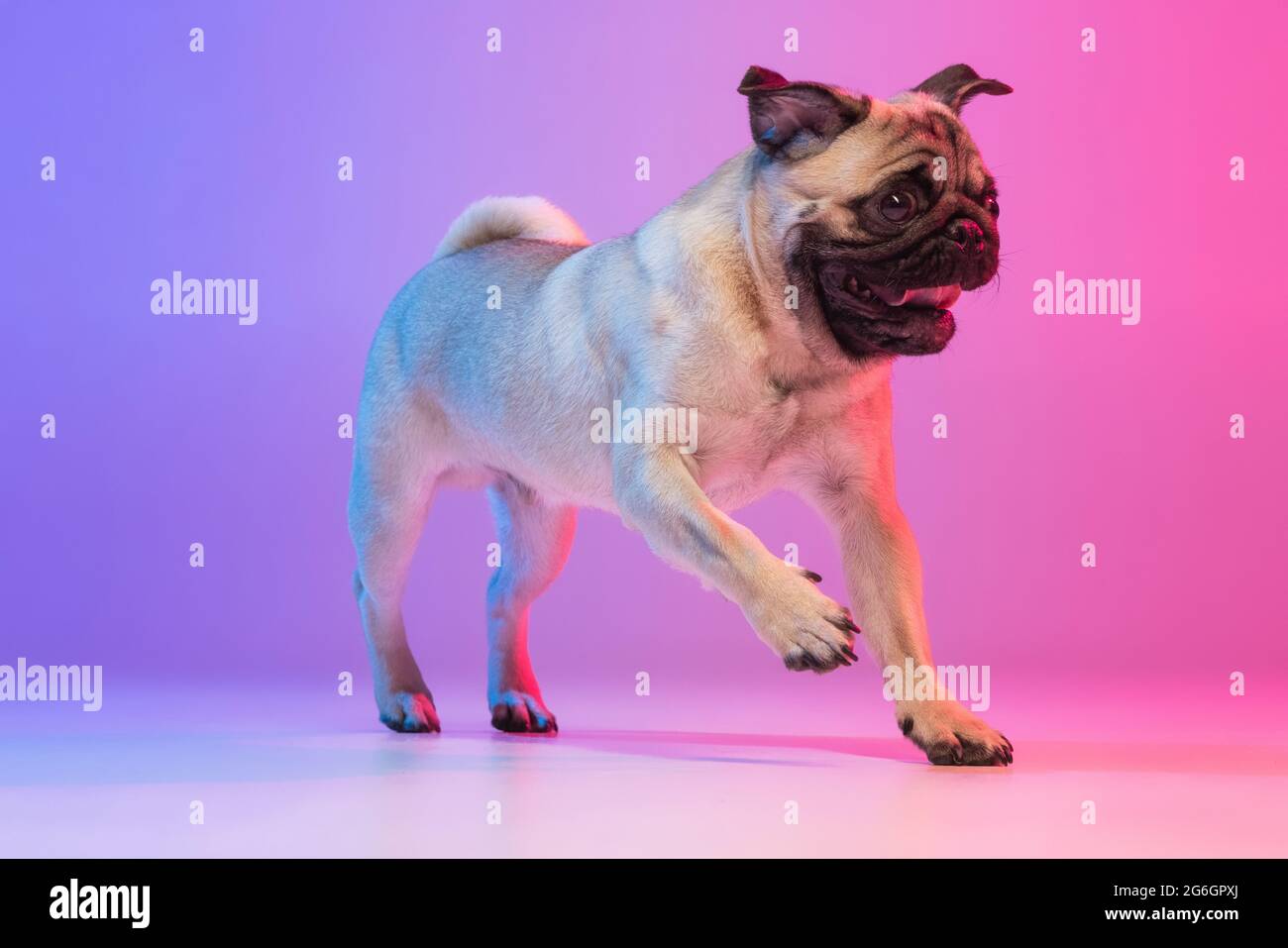 Portrait of purebred pug-dog cheerfully running isolated over gradient ...