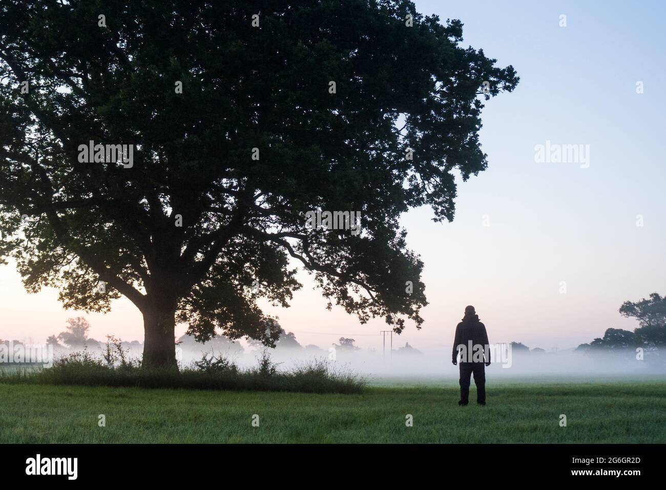 A mysterious man, back to camera. Standing in a field next to an Oak ...