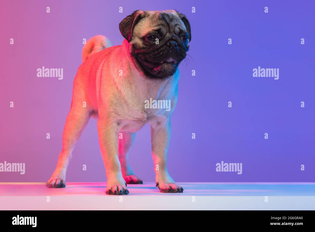 Portrait of purebred small cute pug-dog isolated over gradient purple ...