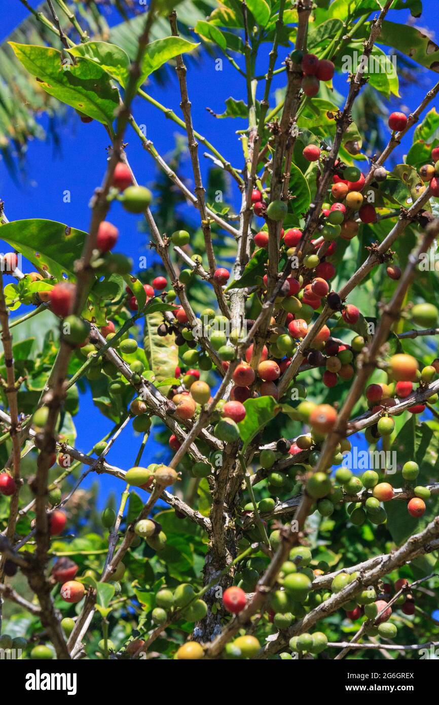 Fresh ripening coffee bean cherries, coffee tree fruits on a plantation ...