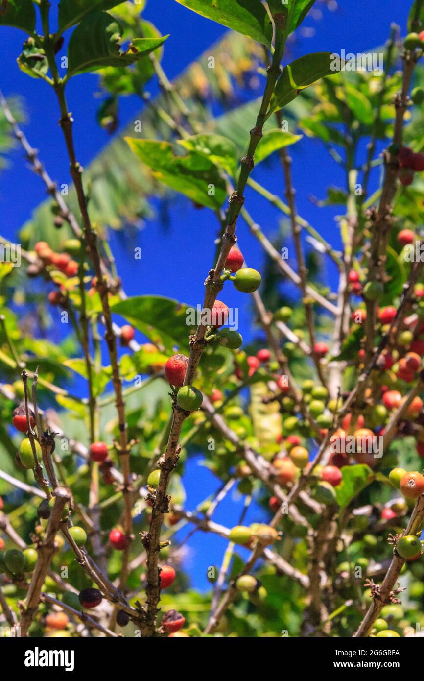Fresh ripening coffee bean cherries, coffee tree fruits on a plantation ...
