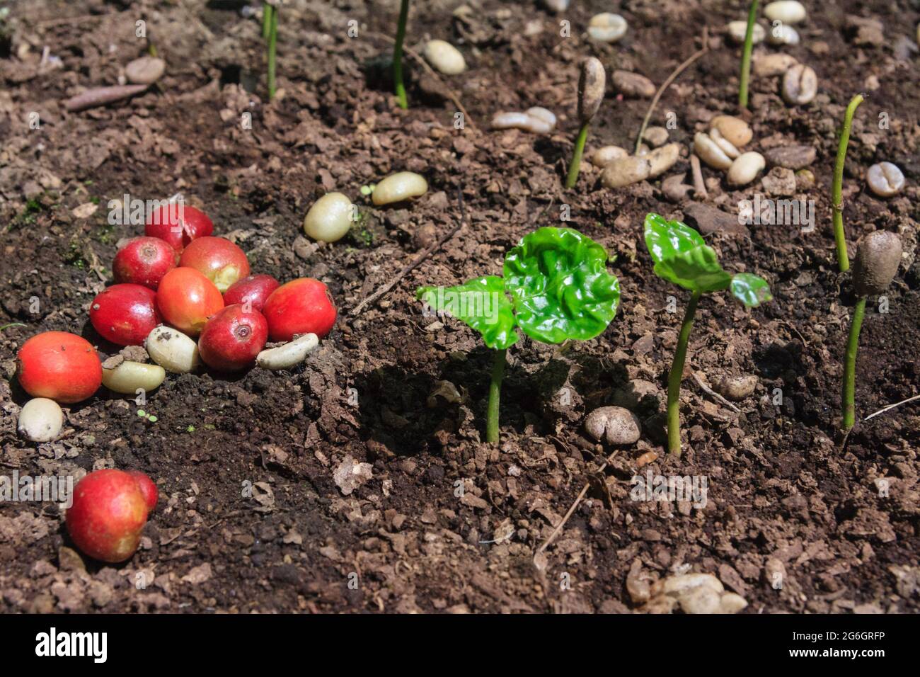 Fresh coffee bean cherries, coffee tree fruits and young plants on a ...