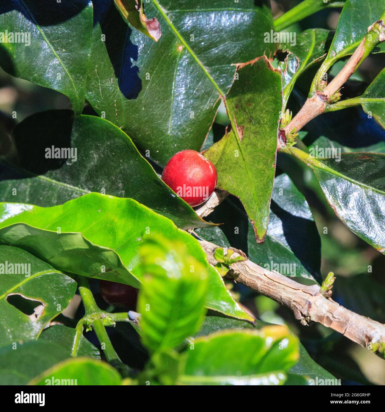 Costa rica eco tourism coffee hi-res stock photography and images - Alamy