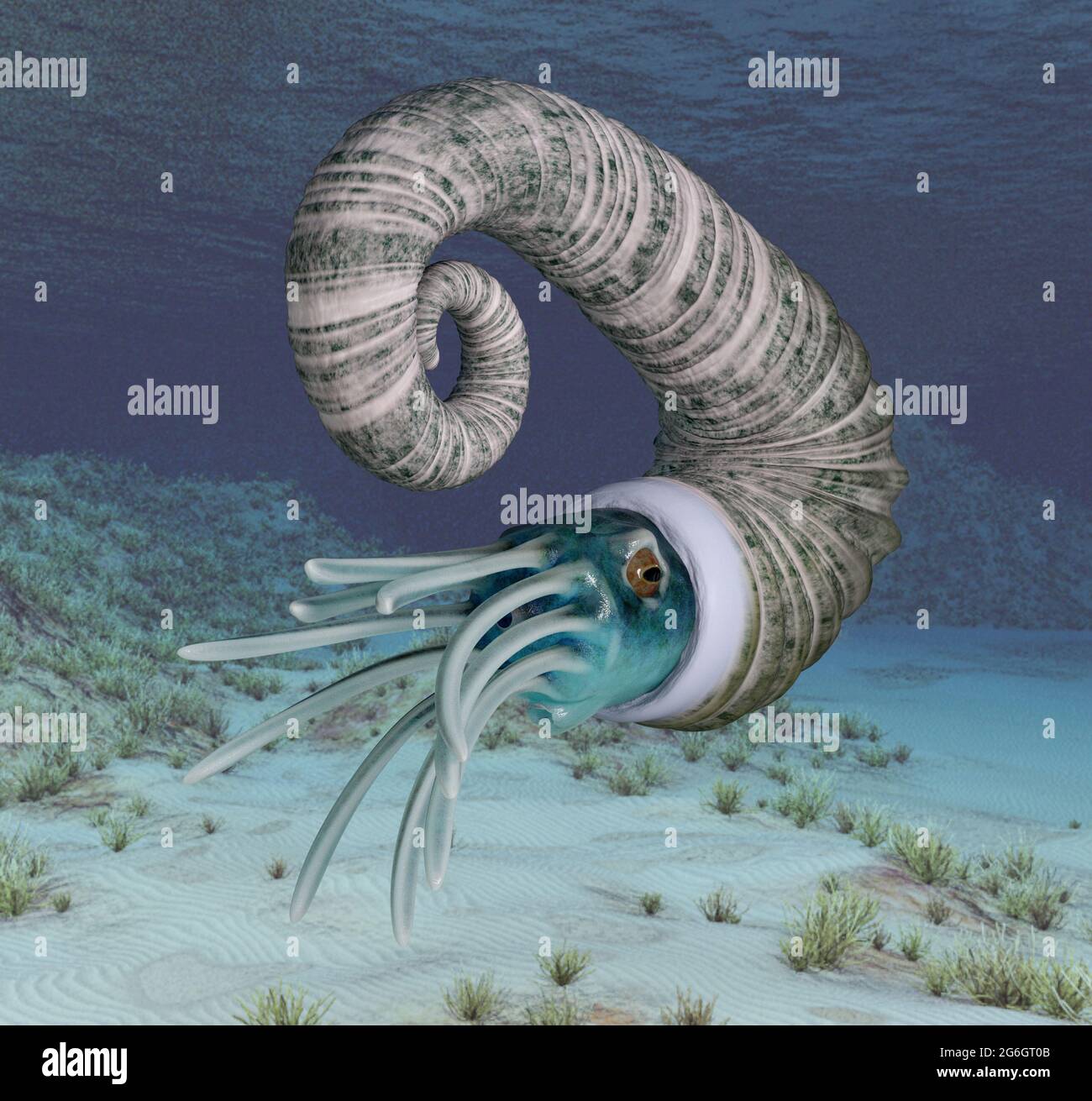 Ammonoids hi-res stock photography and images - Alamy