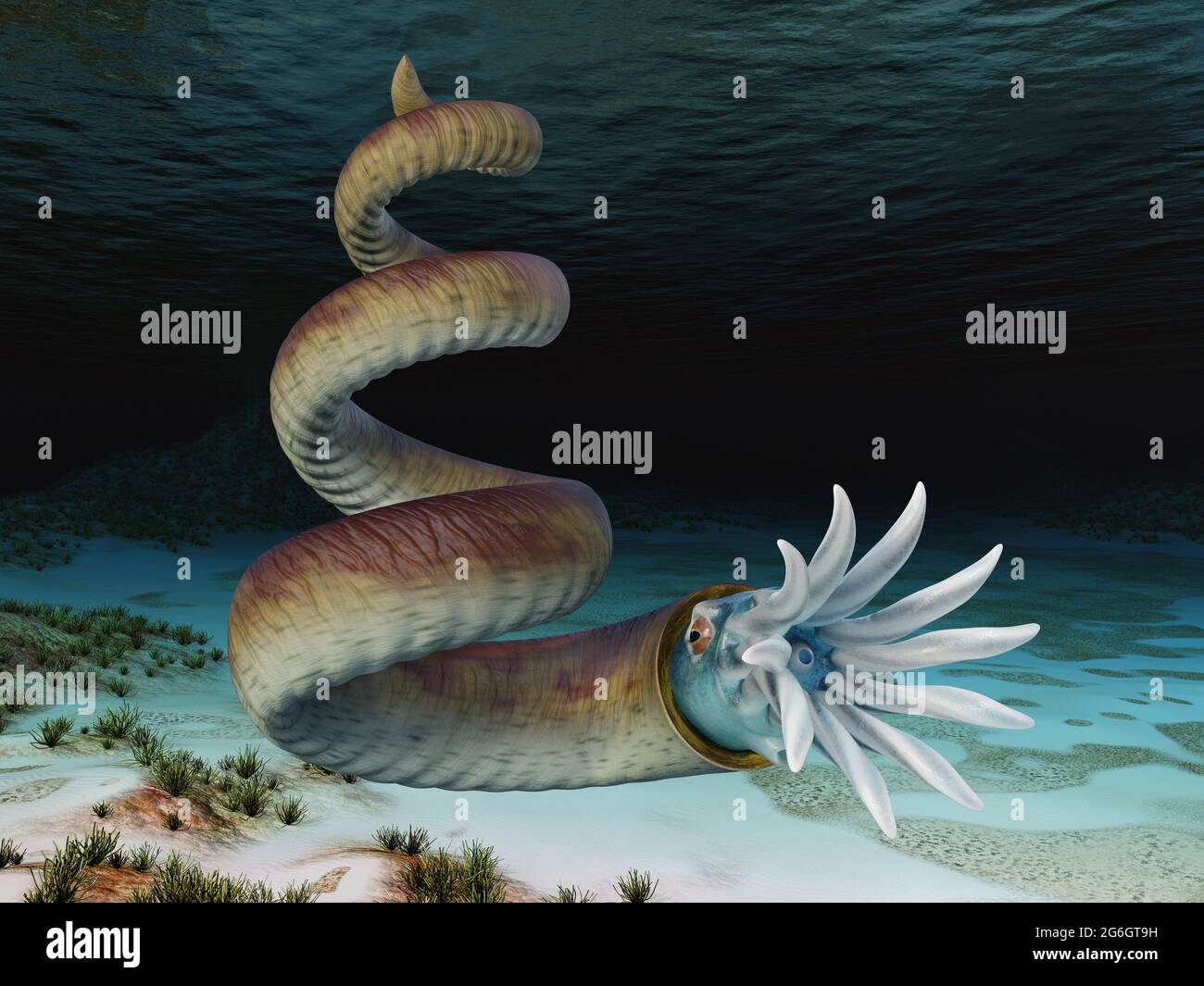 Oso Ammonoids Bostrychoceras Stock Photo - Alamy