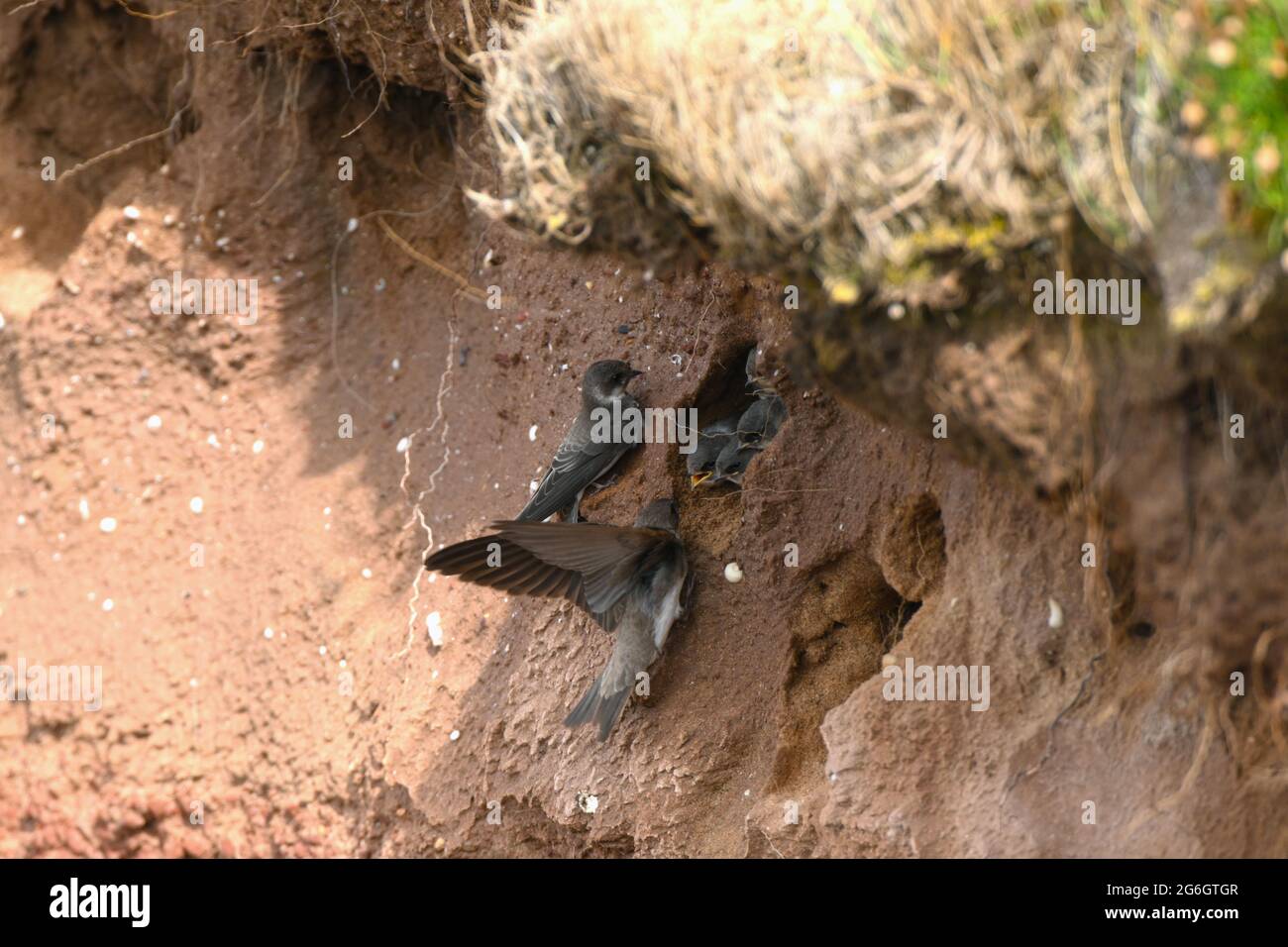 Brood burrows hi-res stock photography and images - Alamy