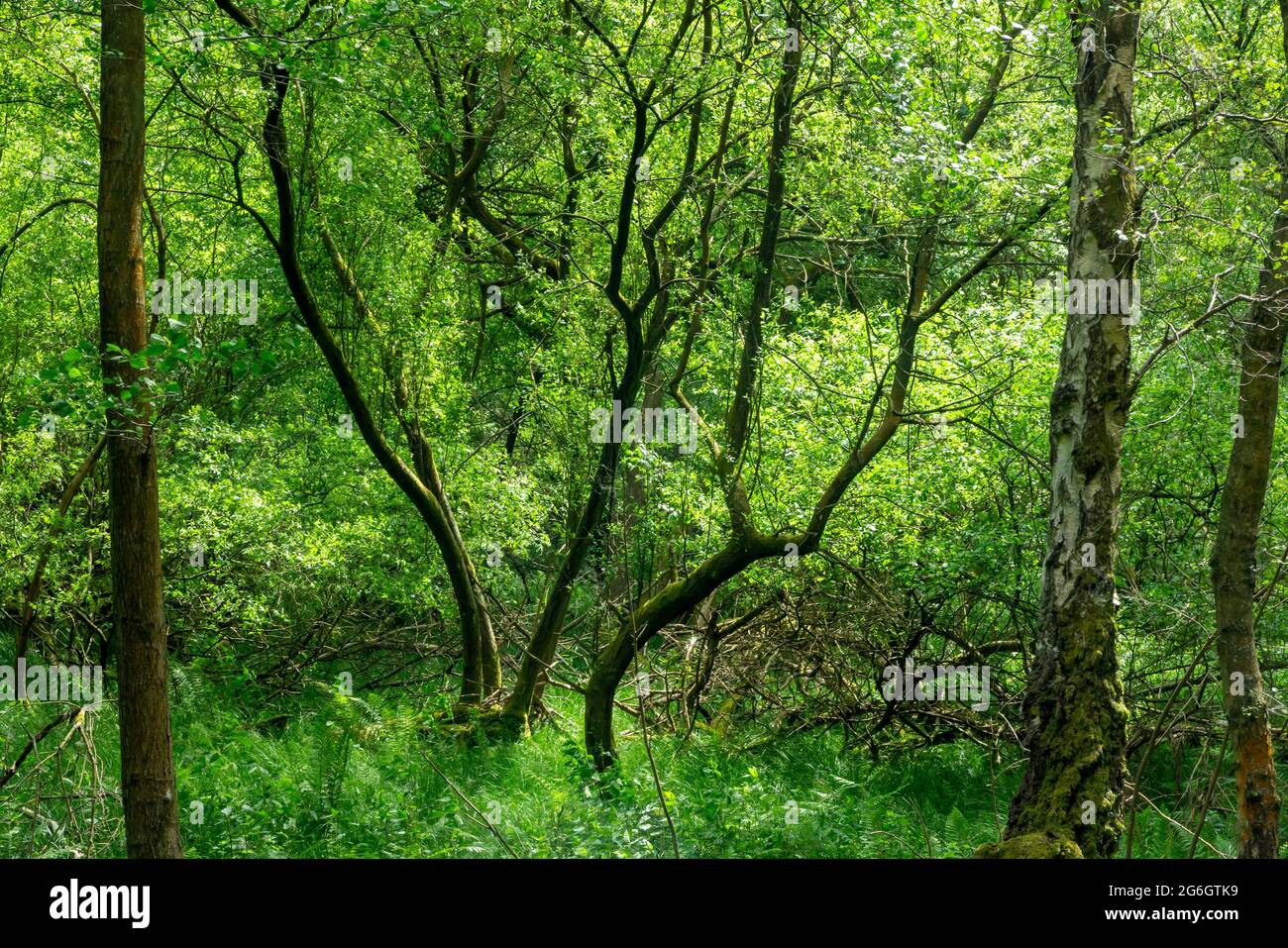 Trees in woodland in early summer on Cannock Chase in Staffordshire ...