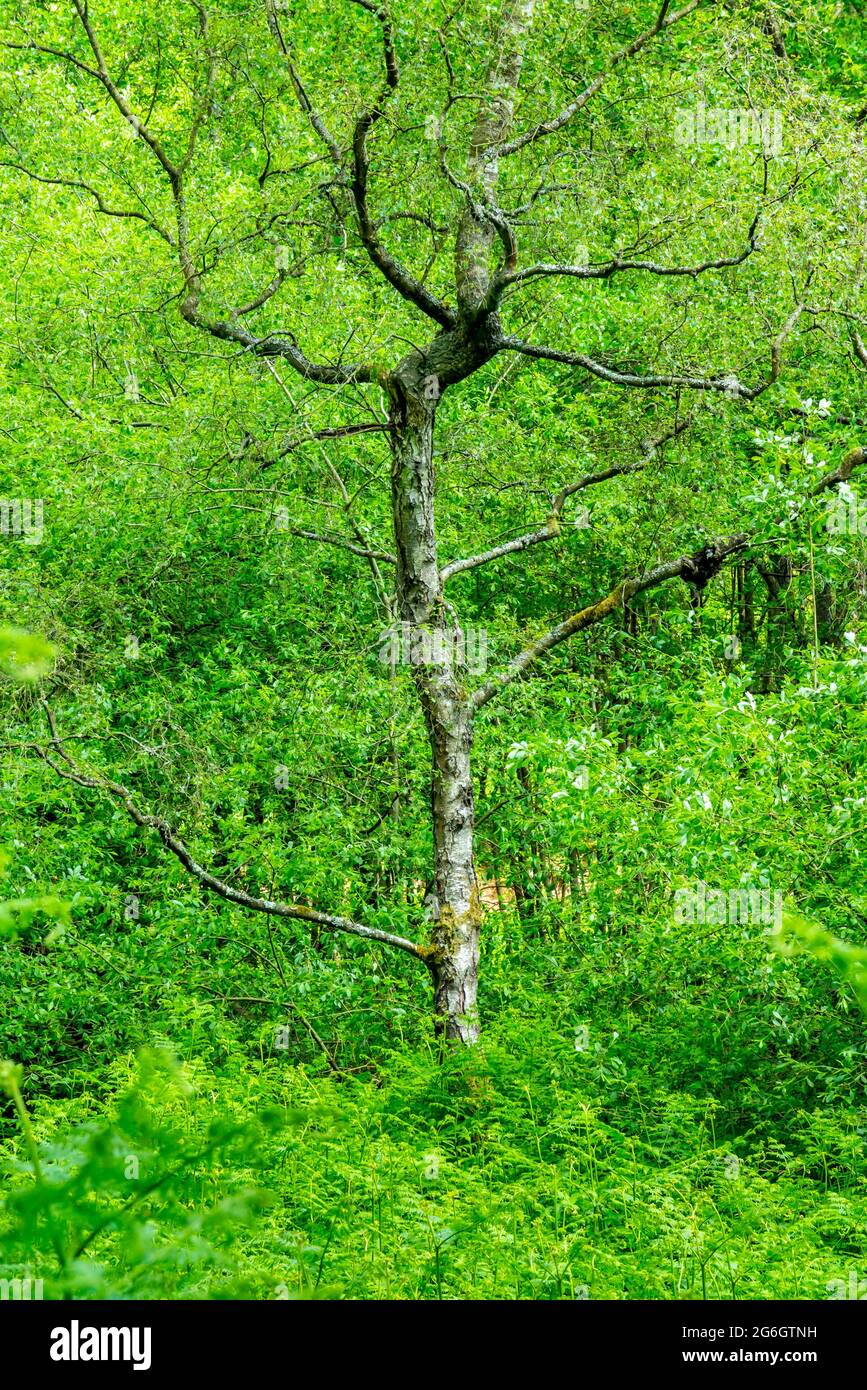 Trees in woodland in early summer on Cannock Chase in Staffordshire ...